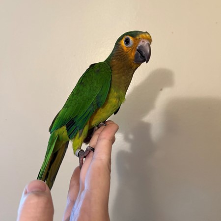 Brown Throat Conure #212358 for sale in Trafford, PA