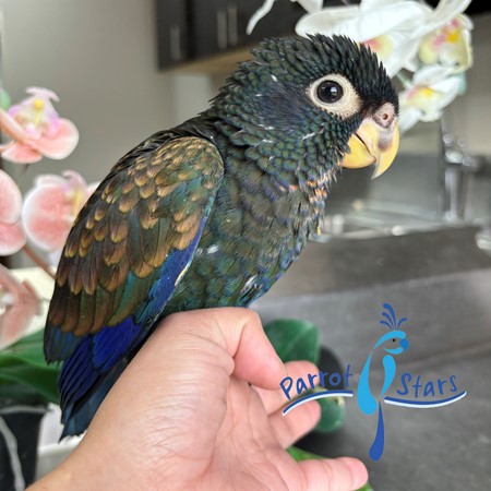 Bronze Wing Pionus #213050 for sale in Arlington Heights, IL