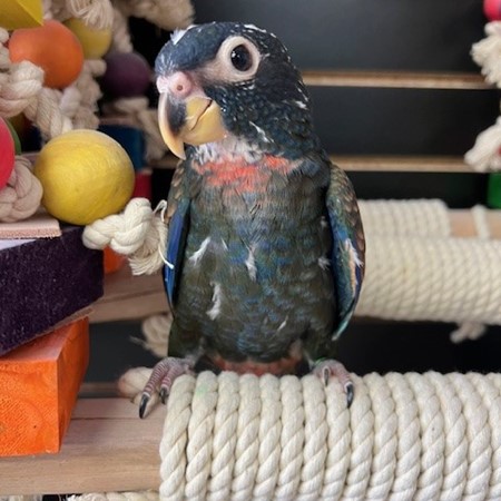 Bronze Wing Pionus #213068 for sale in Niles, IL