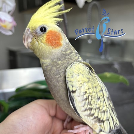 Cockatiel #213392 for sale in Arlington Heights, IL