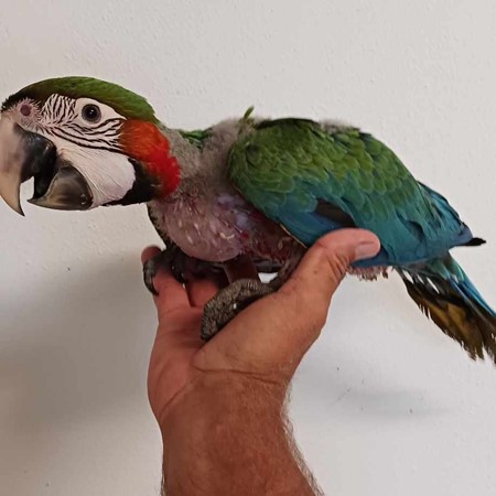 Hybrid Macaw #213444 for sale in Niles, IL