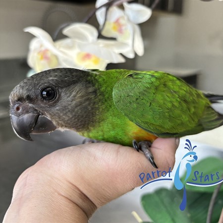 Senegal Poicephalus #213546 for sale in Arlington Heights, IL