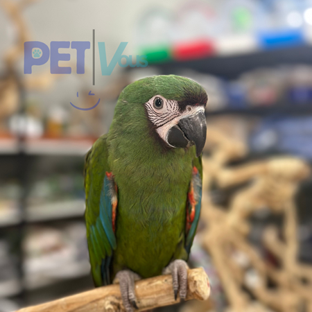Severe Macaw #213581 for sale in miami, FL