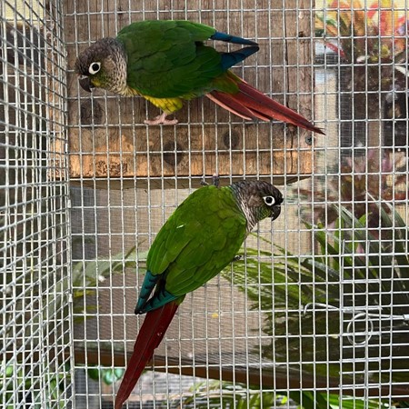 Green Cheek Conure #213610 for sale in Vallejo, CA