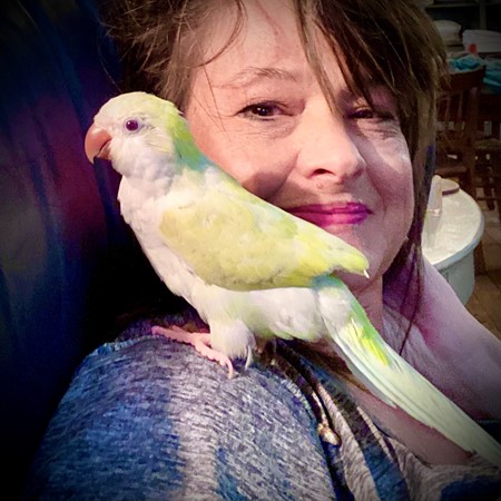 Quaker Parrot #213719 for sale in East of Dallas (off of I 20) Lindale ...