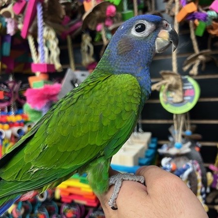 Blue Headed Pionus #213736 for sale in Niles, IL