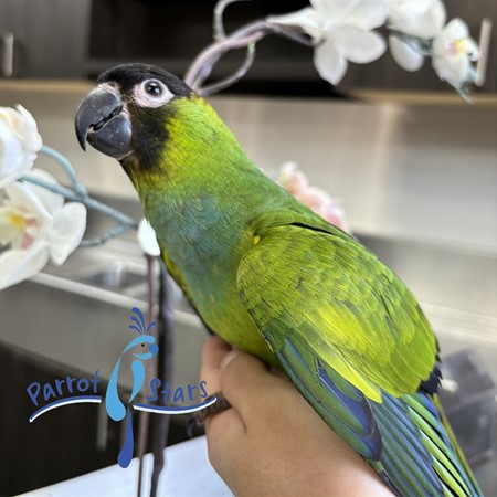 Nanday Conure #213799 for sale in Arlington Heights, IL