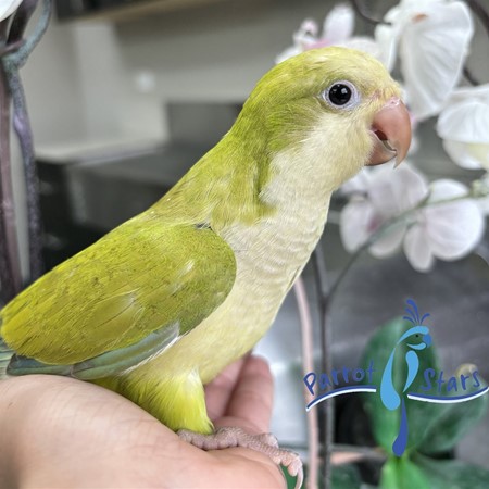 Quaker Parrot #215600 for sale in Arlington Heights, IL