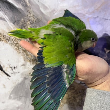 Quaker Parrot #215681 for sale in Niles, IL