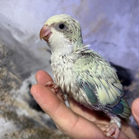 Quaker Parrot #215682 for sale in Niles, IL