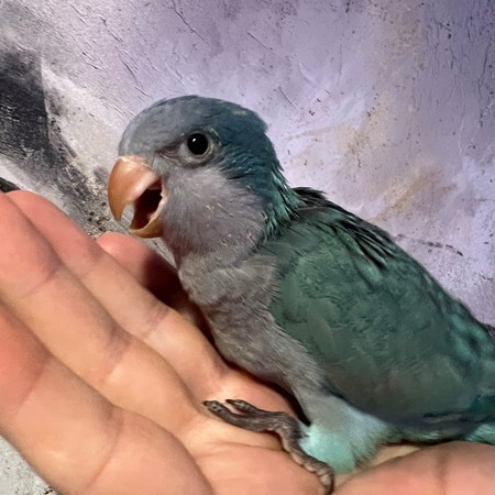 Quaker Parrot #215917 for sale in Niles, IL