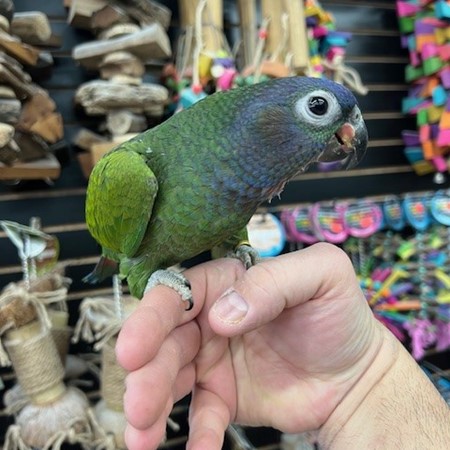 Blue Headed Pionus #215921 for sale in Niles, IL