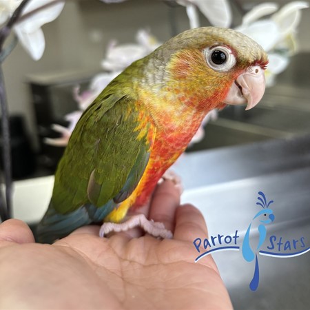 Green Cheek Conure #218003 for sale in Arlington Heights, IL
