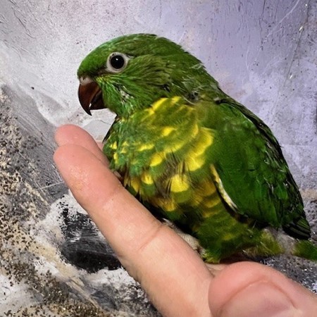 Scaly-Breasted Lorikeet #218299 for sale in Niles, IL