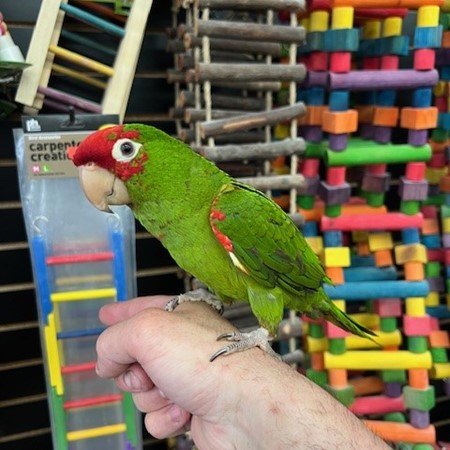 Cherry Head Conure #218494 for sale in Des Plaines, IL