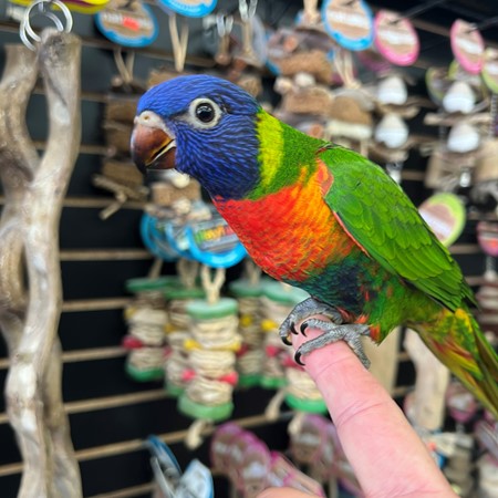 Rainbow Lories #219099 for sale in Des Plaines, IL