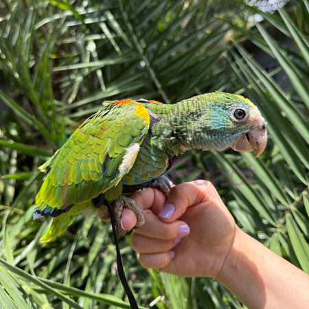 Yellow Shouldered Amazon #220639 for sale in Miami, FL