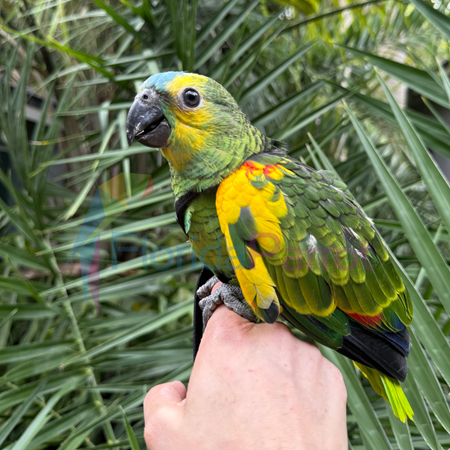 Blue Front Amazon #221031 for sale in Miami, FL