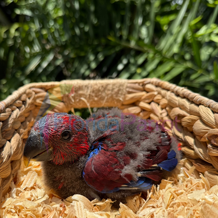 Solomon Island Eclectus #221924 for sale in Miami, FL