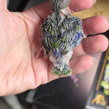 Celestial (Pacific) Parrotlet #226727 for sale in Front Royal, VA