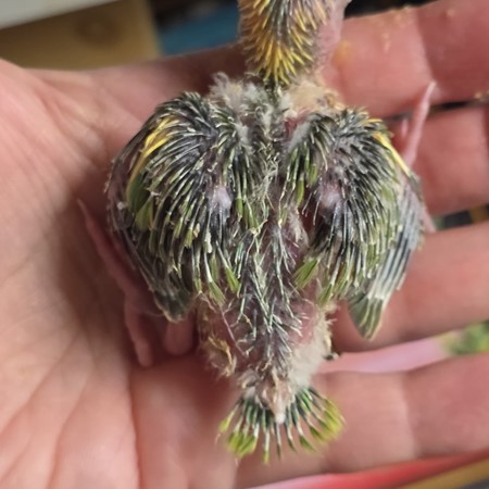 Celestial (Pacific) Parrotlet #226728 for sale in Front Royal, VA