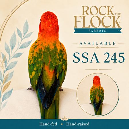 Sun Conure #226733 for sale in Front Royal, VA
