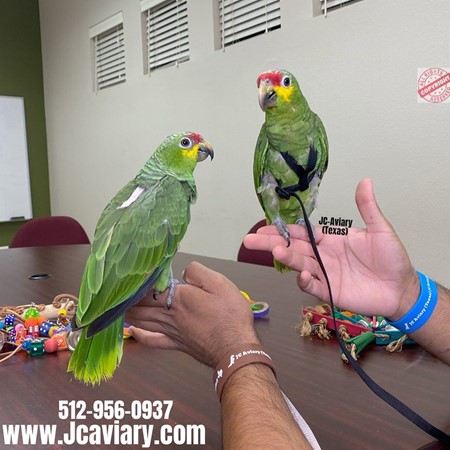 Red Lored Amazon #226784 for sale in Austin, TX