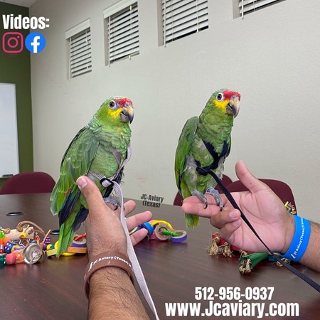 Red Lored Amazon #226784 for sale in Austin, TX