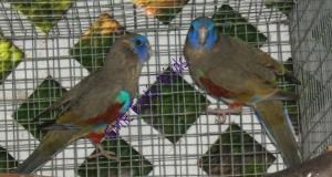 Blue Bonnet Parakeet #90407 for sale in San Diego, CA