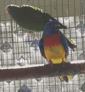 Grass Scarlet Chested (Splendid) Parakeet #90994 for sale in San Diego, CA