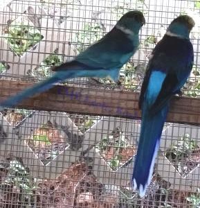 Mallee Ringneck Parakeet (Barnard Parrot) #91249 for sale in San Diego, CA
