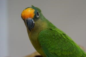 Peach Front Conure #91367 for sale in Salisbury, MD