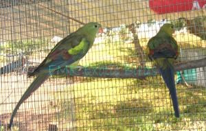 Rock Pebbler Parakeet #90352 for sale in San Diego, CA