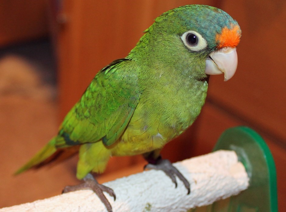 Half Moon Conure #134183 for sale in Austin, TX
