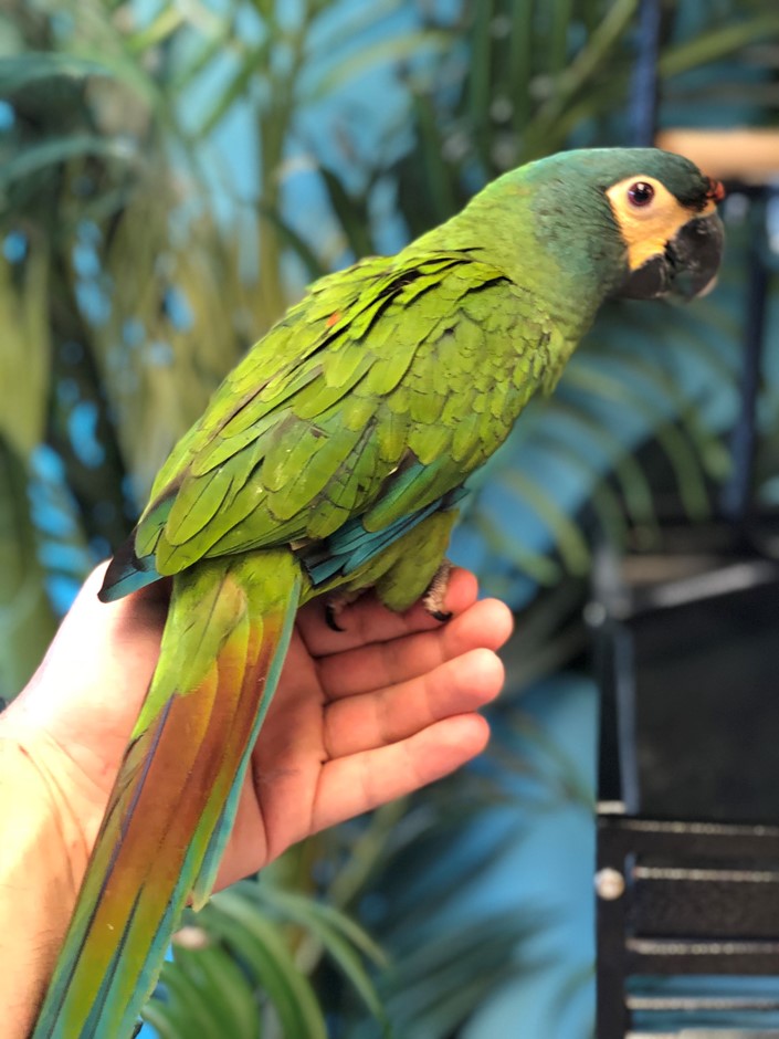 Illigers Macaw #171586 for sale in Chicago , IL