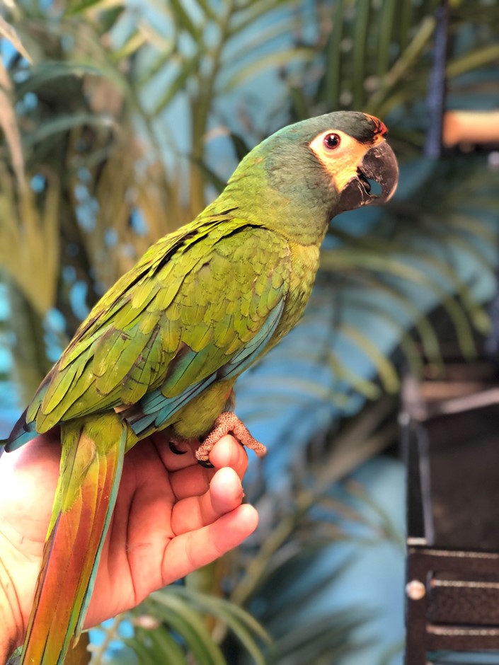 Illigers Macaw #171586 for sale in Chicago , IL