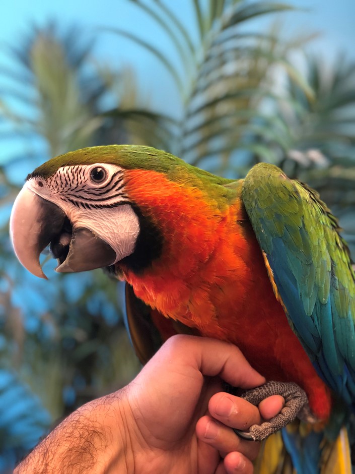 Hybrid Macaw #172412 for sale in Chicago , IL