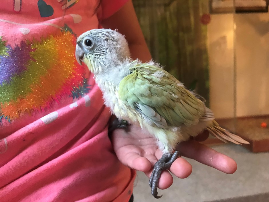 Green Cheek Conure #176624 for sale in Old Hickory, TN