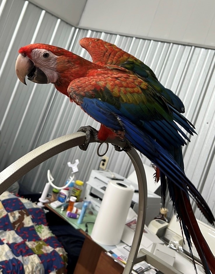 Hybrid Macaw #196069 for sale in IRVINE, KY