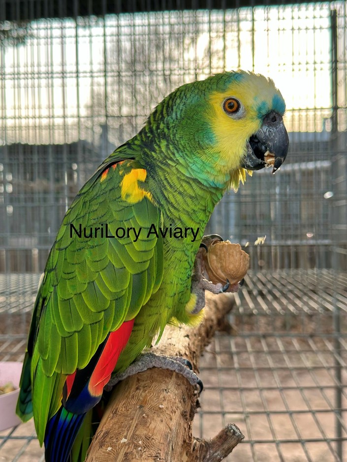 Blue Front Amazon #199721 for sale in Van Alstyne , TX