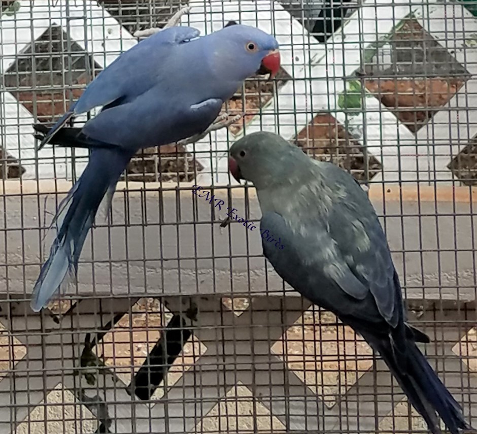 Ringneck Indian Parakeet #207136 for sale in San Diego, CA