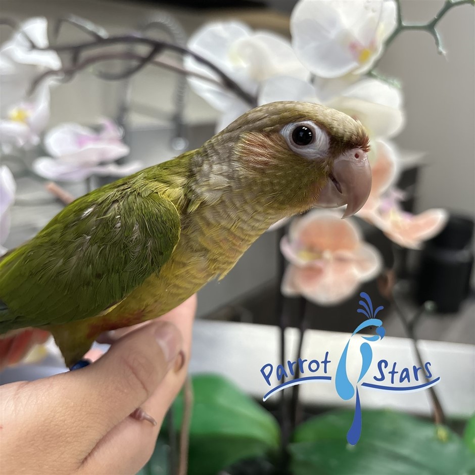 Green Cheek Conure #223540 for sale in Arlington Heights, IL