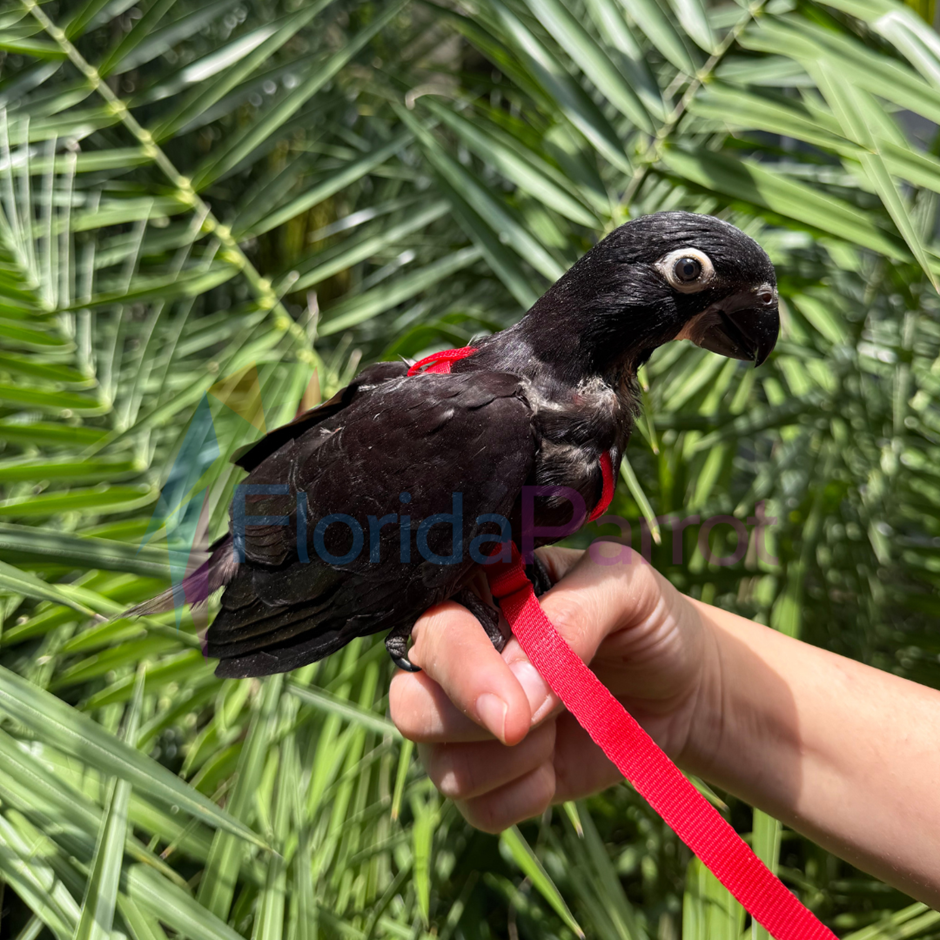 Black Lory #223622 for sale in Miami, FL