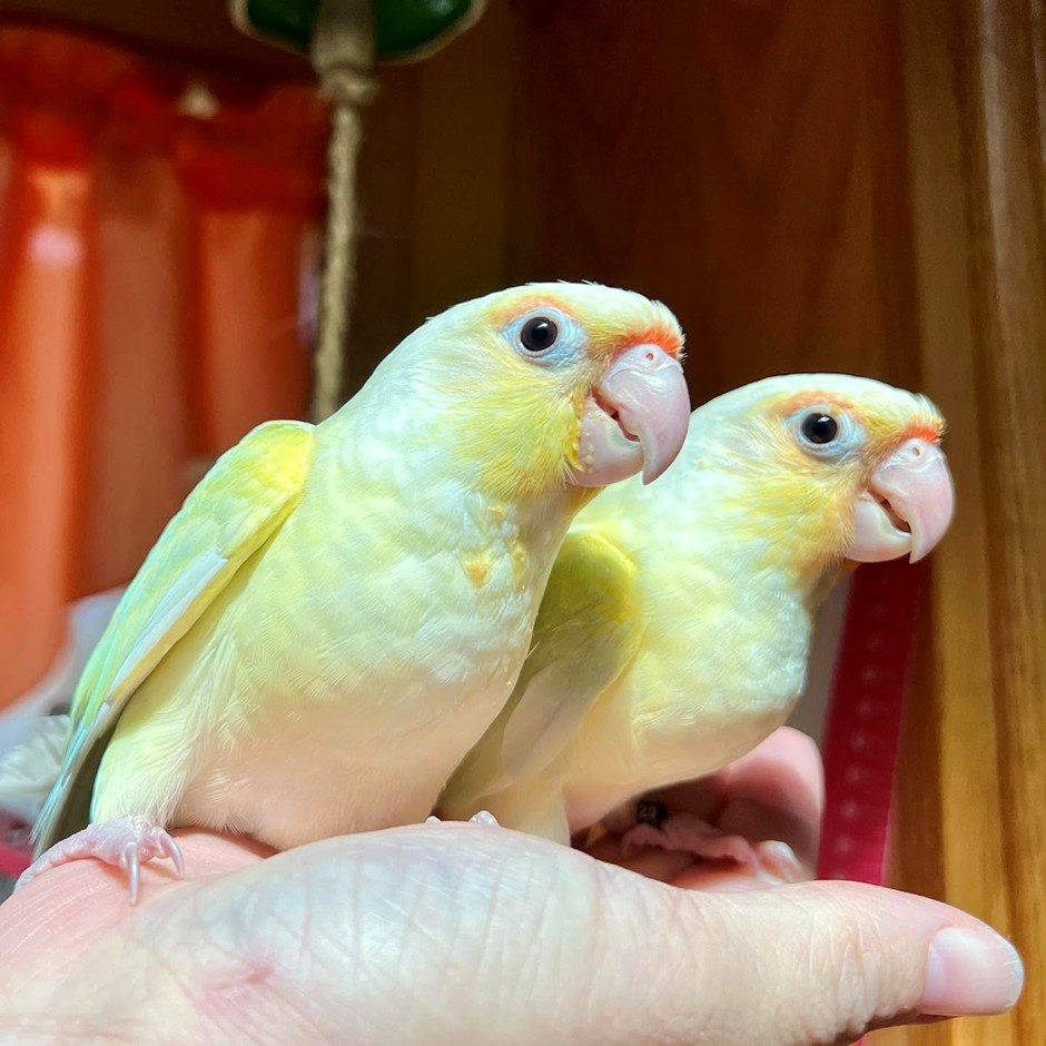Green Cheek Conure #226666 for sale in Port Angeles, WA
