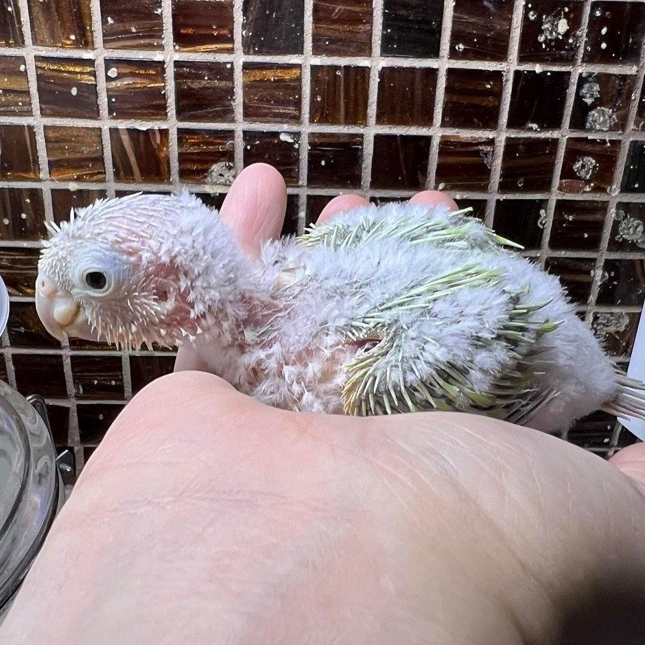 Green Cheek Conure #226666 for sale in Port Angeles, WA