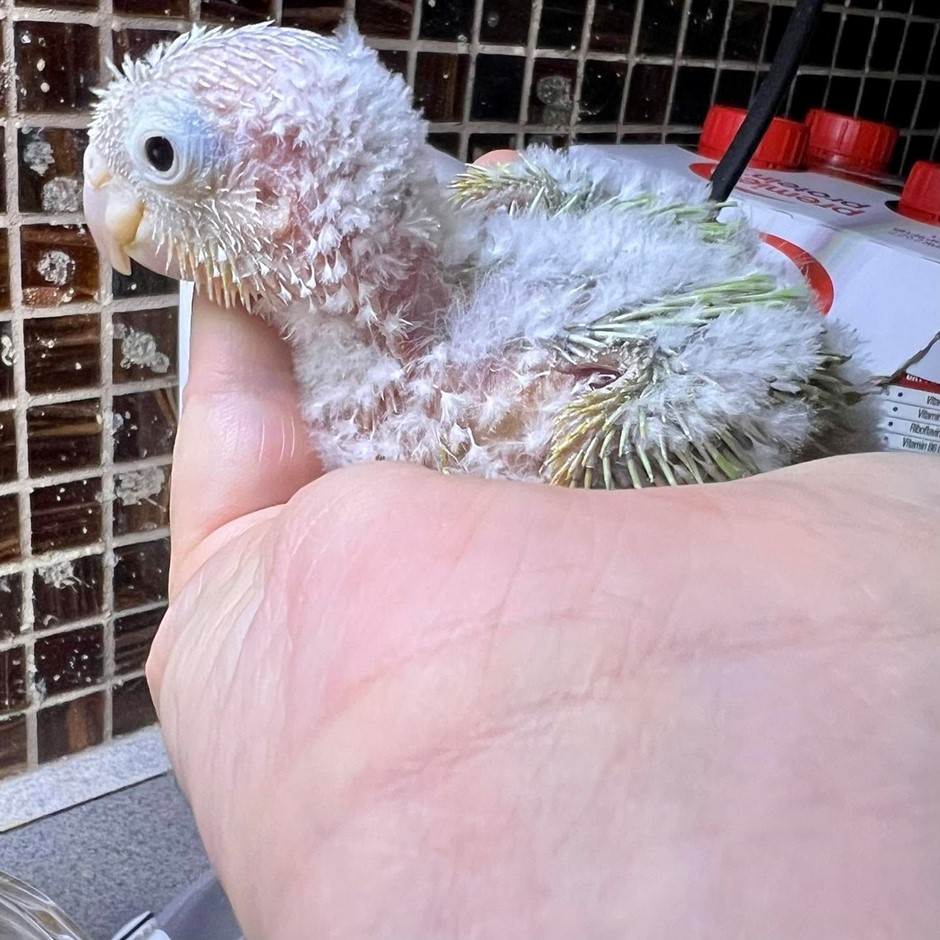Green Cheek Conure #226666 for sale in Port Angeles, WA