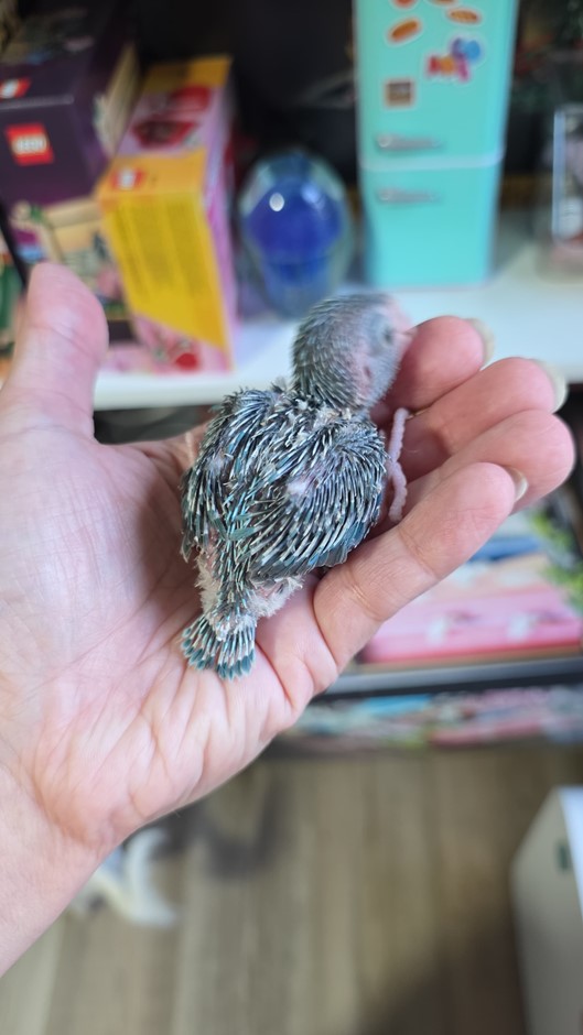 Celestial (Pacific) Parrotlet #226730 for sale in Front Royal, VA