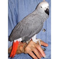Bird Breeders in Texas