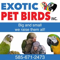 BirdBreeders.com - Bird Breeders Directory of Availability and Parrot ...
