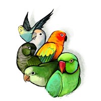 BirdBreeders.com :: Alexandrine Aviary, schaumburg, IL